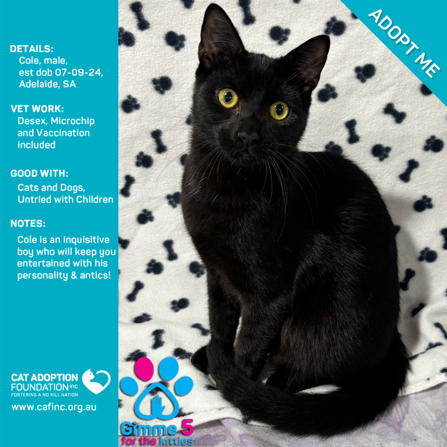 Cole 2 for 1 Mum & Bubs Deal Available! - Male Domestic Short Hair (DSH ...