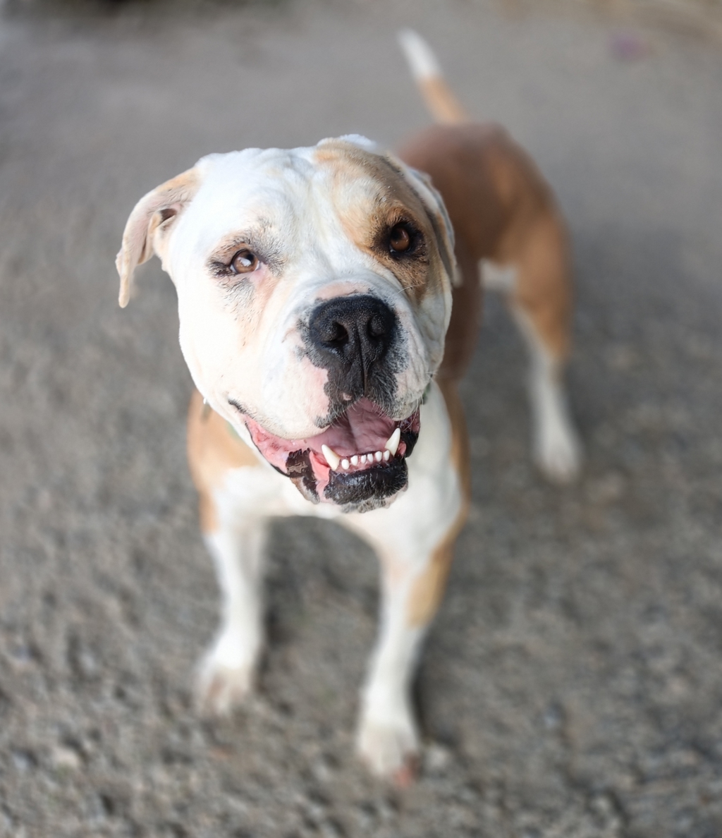 Groot - Large Male American Bulldog Mix Dog in TAS - PetRescue
