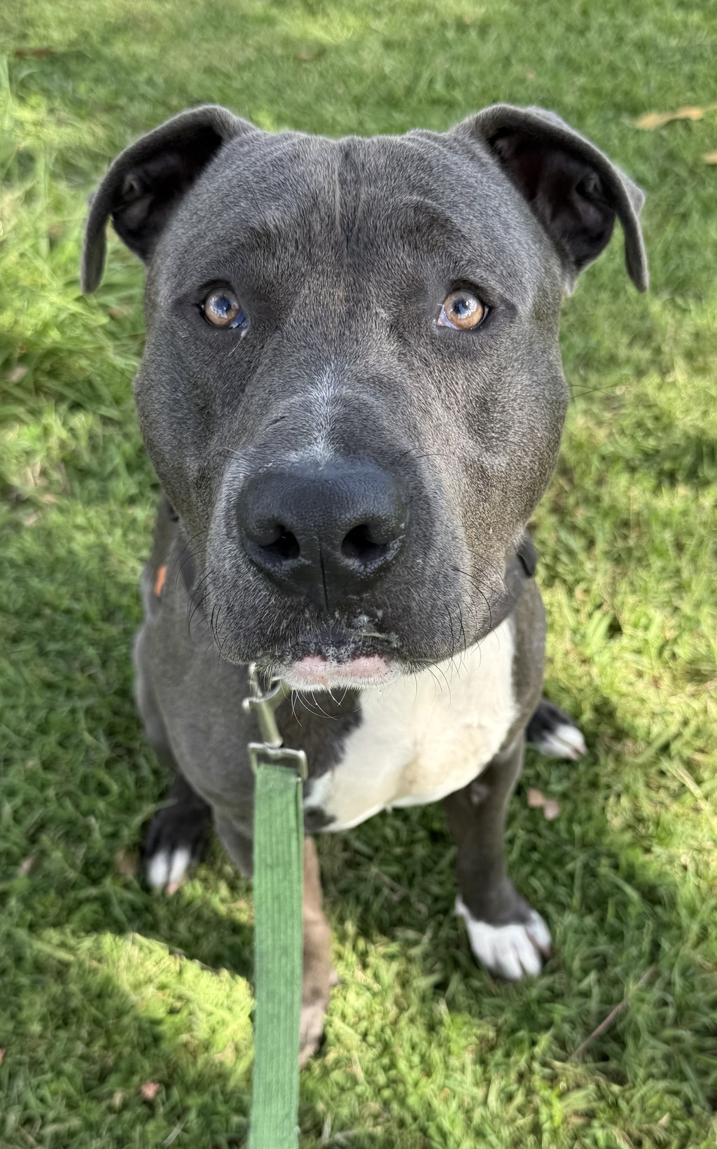 Chase - Large Male American Staffordshire Bull Terrier Mix Dog in QLD ...