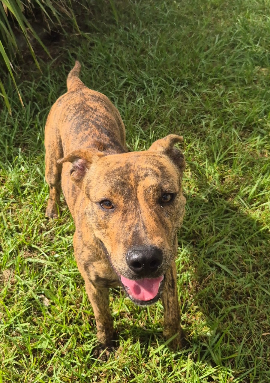 Lisa (9226) - Medium Female Staffordshire Bull Terrier Mix Dog in NSW ...