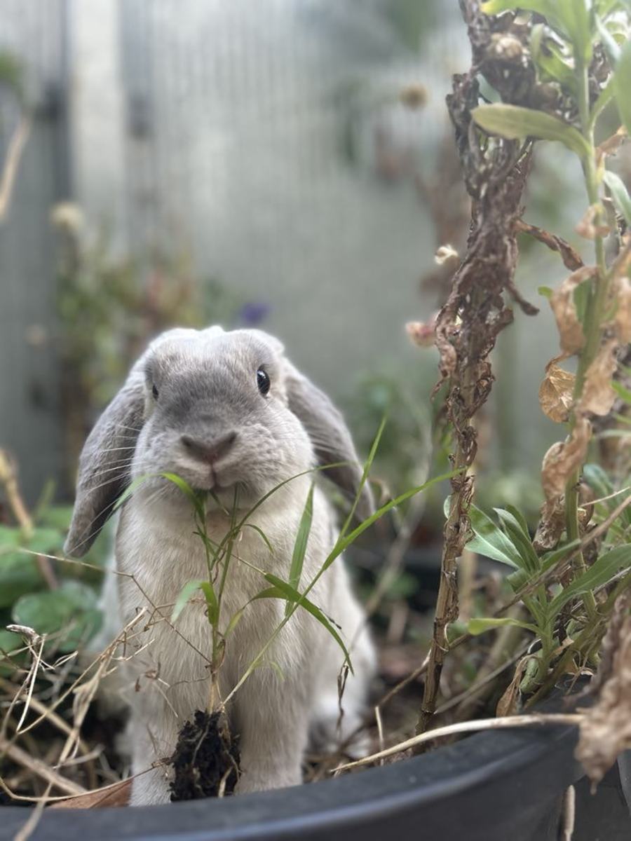 Kingsley - Male Lop Eared Rabbit in VIC - PetRescue