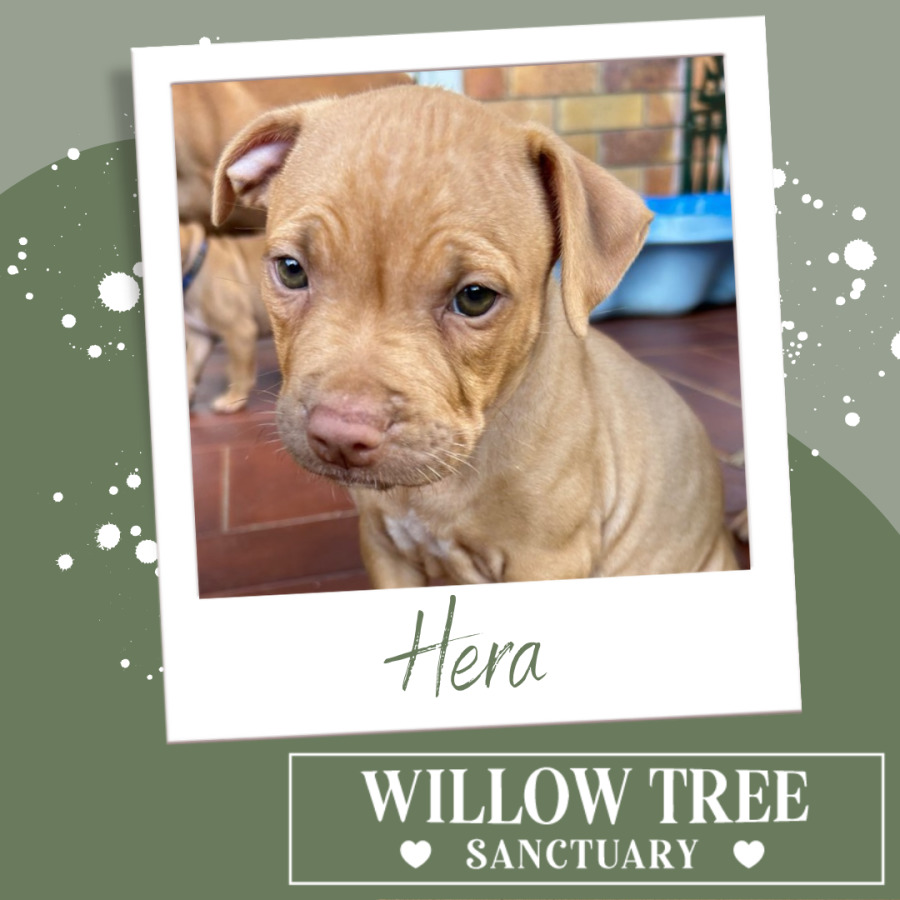 Hera - Medium Female Staffordshire Bull Terrier Mix Dog in NSW - PetRescue