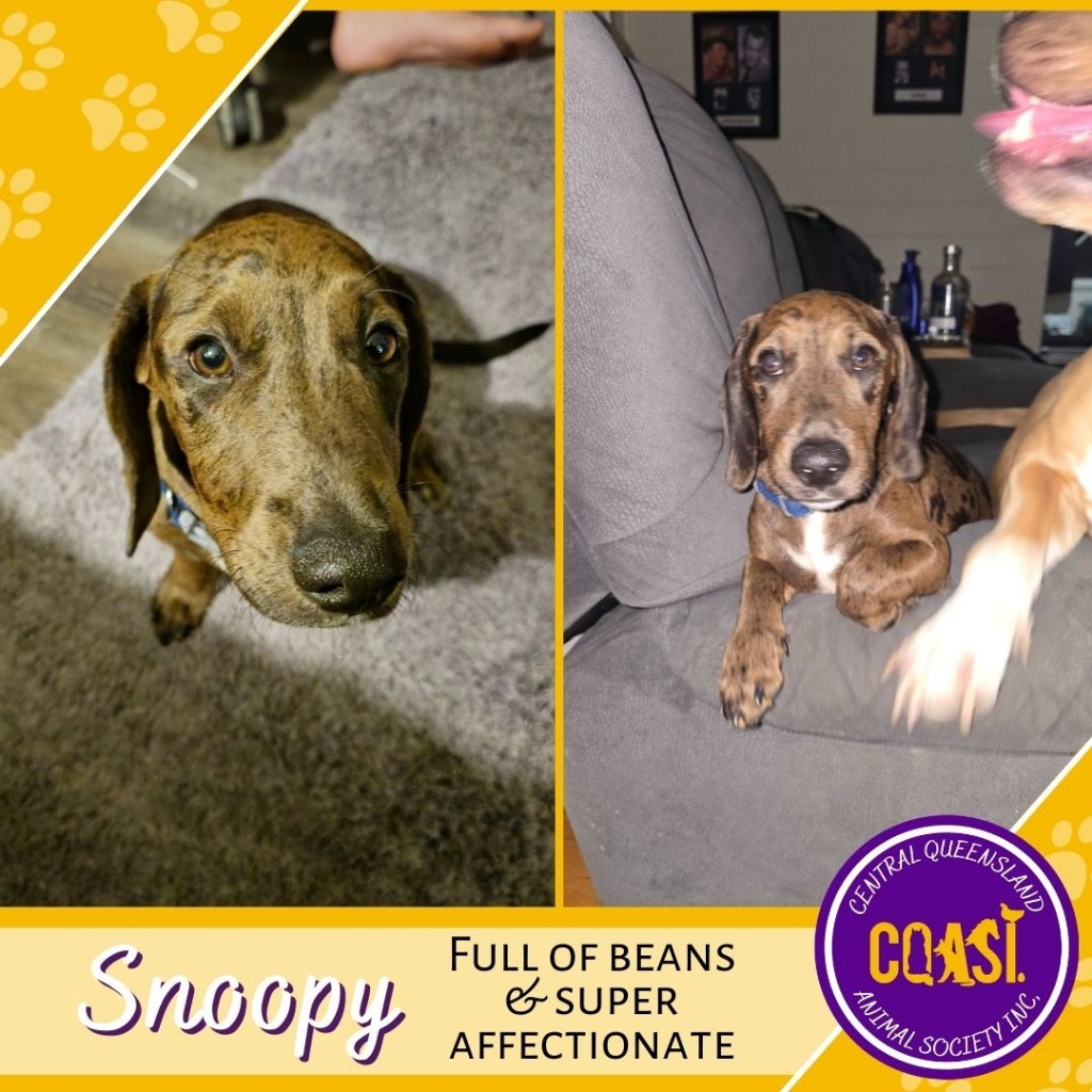 Snoopy - Small Male Bull Arab x Dachshund Mix Dog in QLD - PetRescue