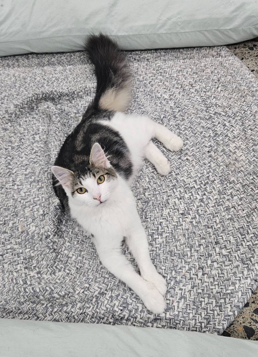 Arlo - Male Domestic Long Hair (DLH) Cat in NSW - PetRescue