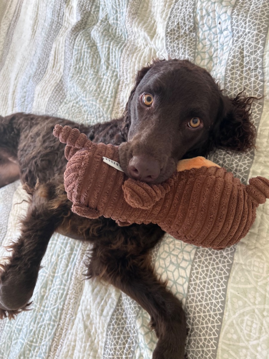 Angus - Medium Male Curly Coated Retriever Dog in VIC - PetRescue