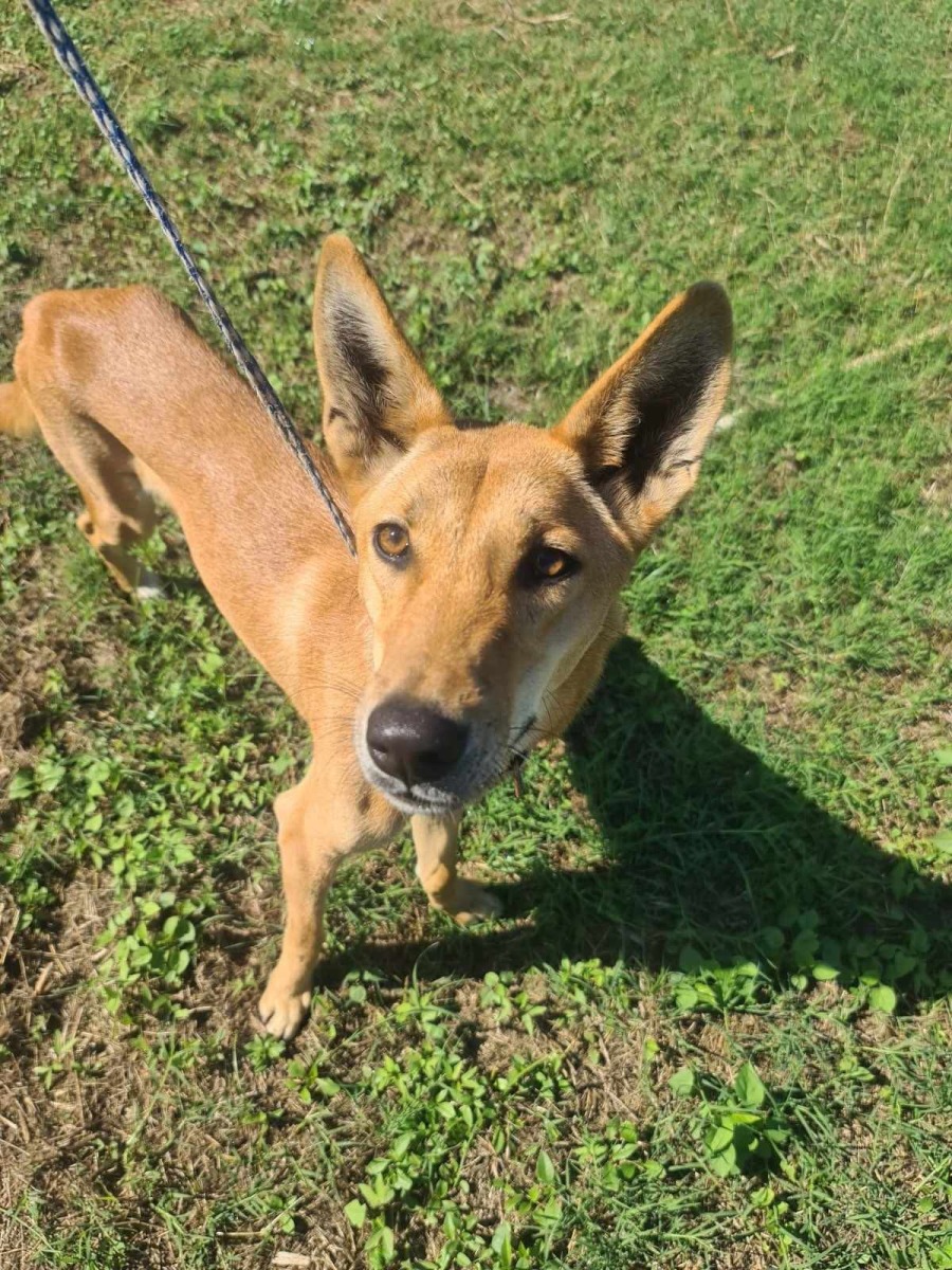 Dingus - Medium Male Dingo Dog in WA - PetRescue
