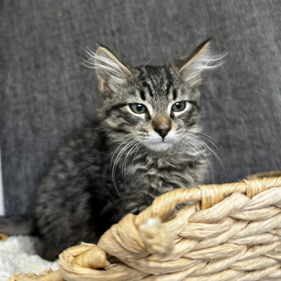 Jamie - Male Domestic Medium Hair (DMH) Cat in VIC - PetRescue