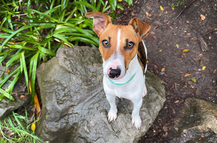 Finella - Small Female Jack Russell Terrier Dog in NSW - PetRescue