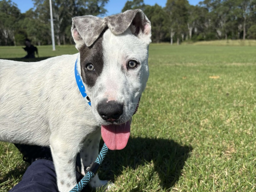 Peabody imp 817 - Medium Male Australian Cattle Dog x American ...