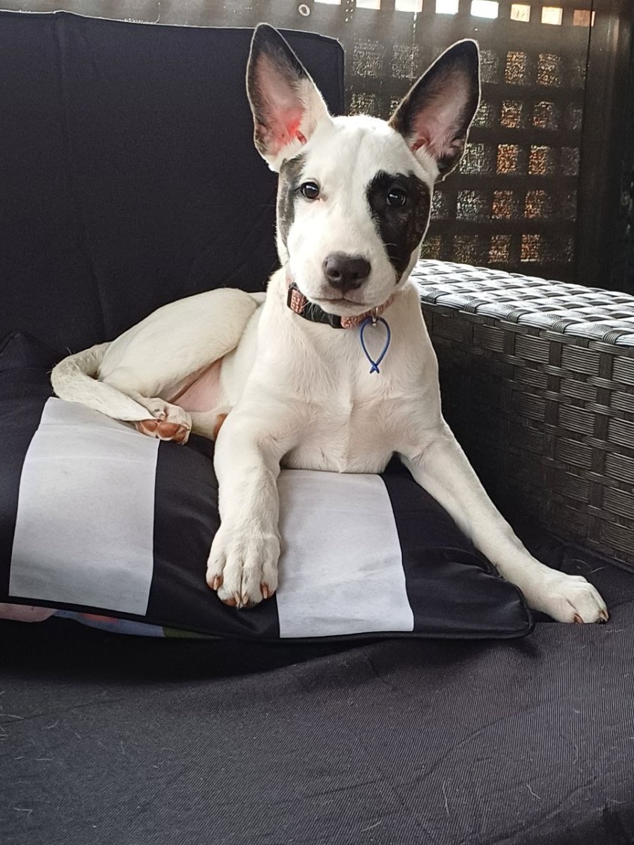 Nieve - 4 Month Old Mixed Breed - Medium Female Mixed breed Mix Dog in ...