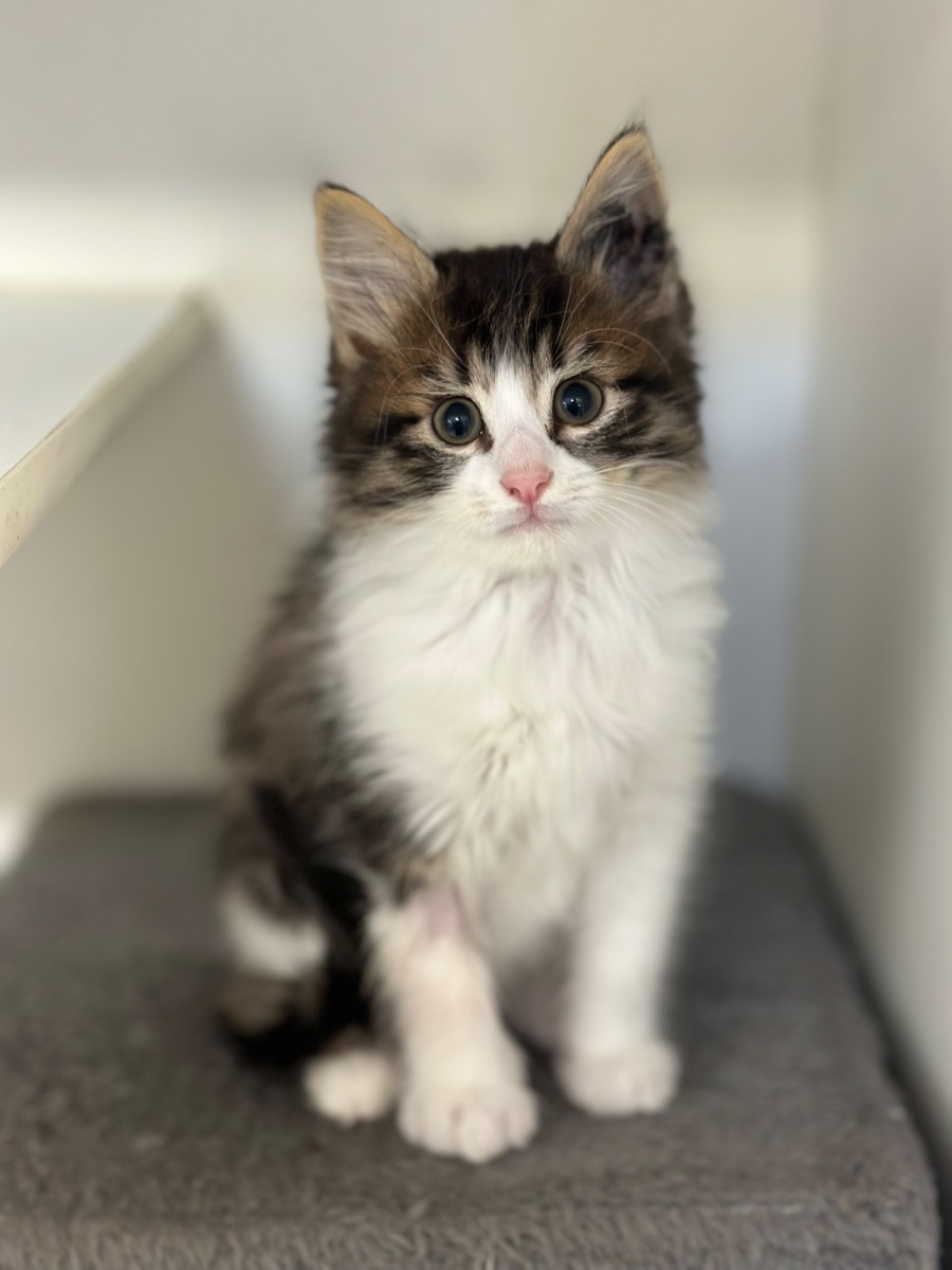 Angelo - Male Domestic Medium Hair (DMH) Cat in NSW - PetRescue