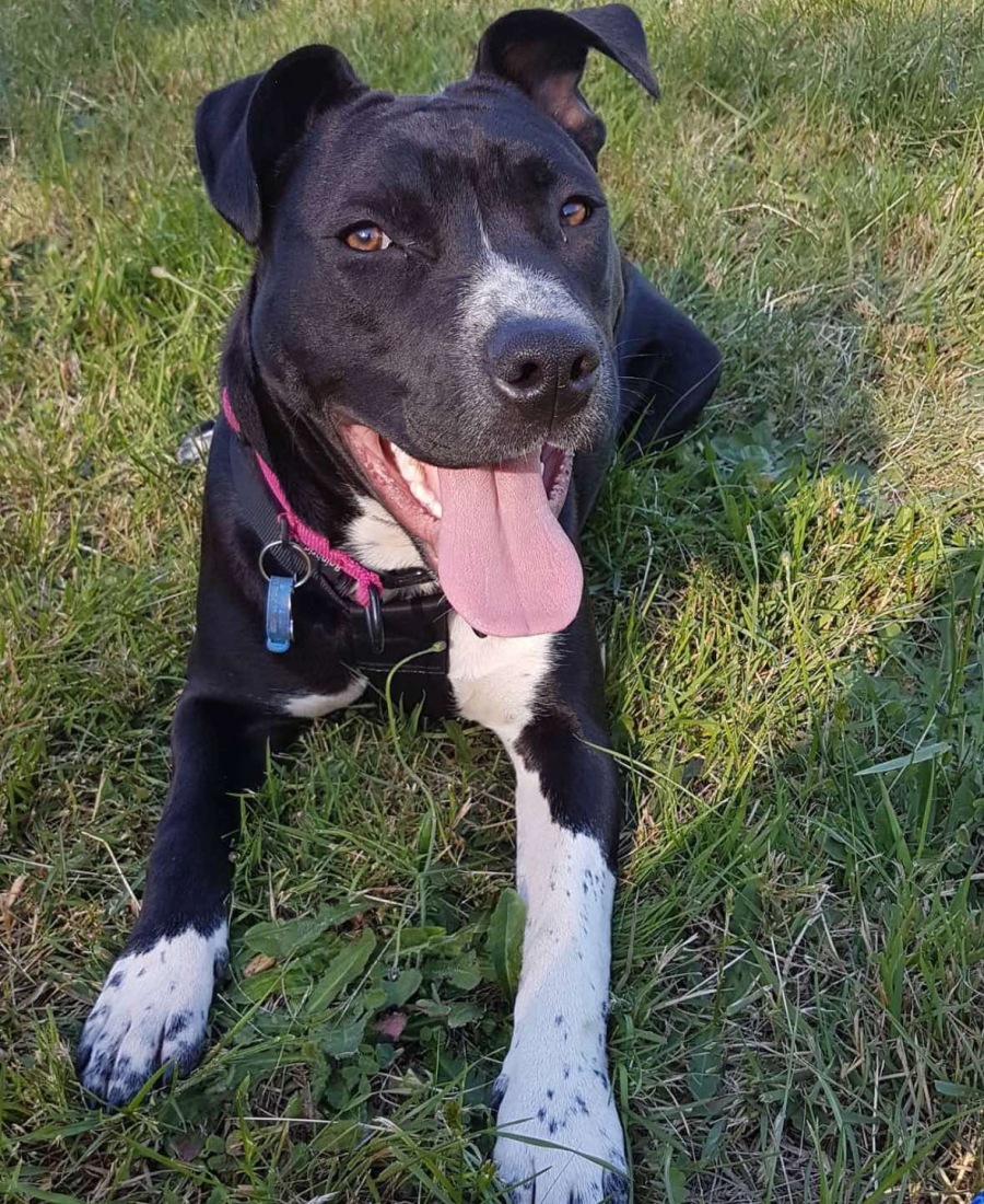 Fiona - Medium Female Staffordshire Bull Terrier Mix Dog in VIC - PetRescue