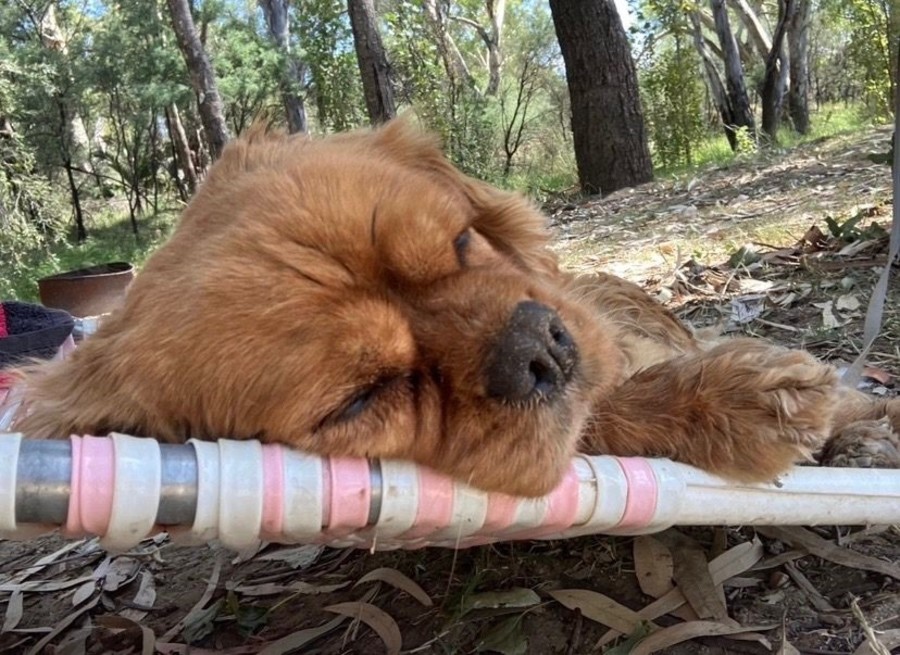 Nessie - Medium Female Cavalier King Charles Spaniel Mix Dog in VIC - PetRescue