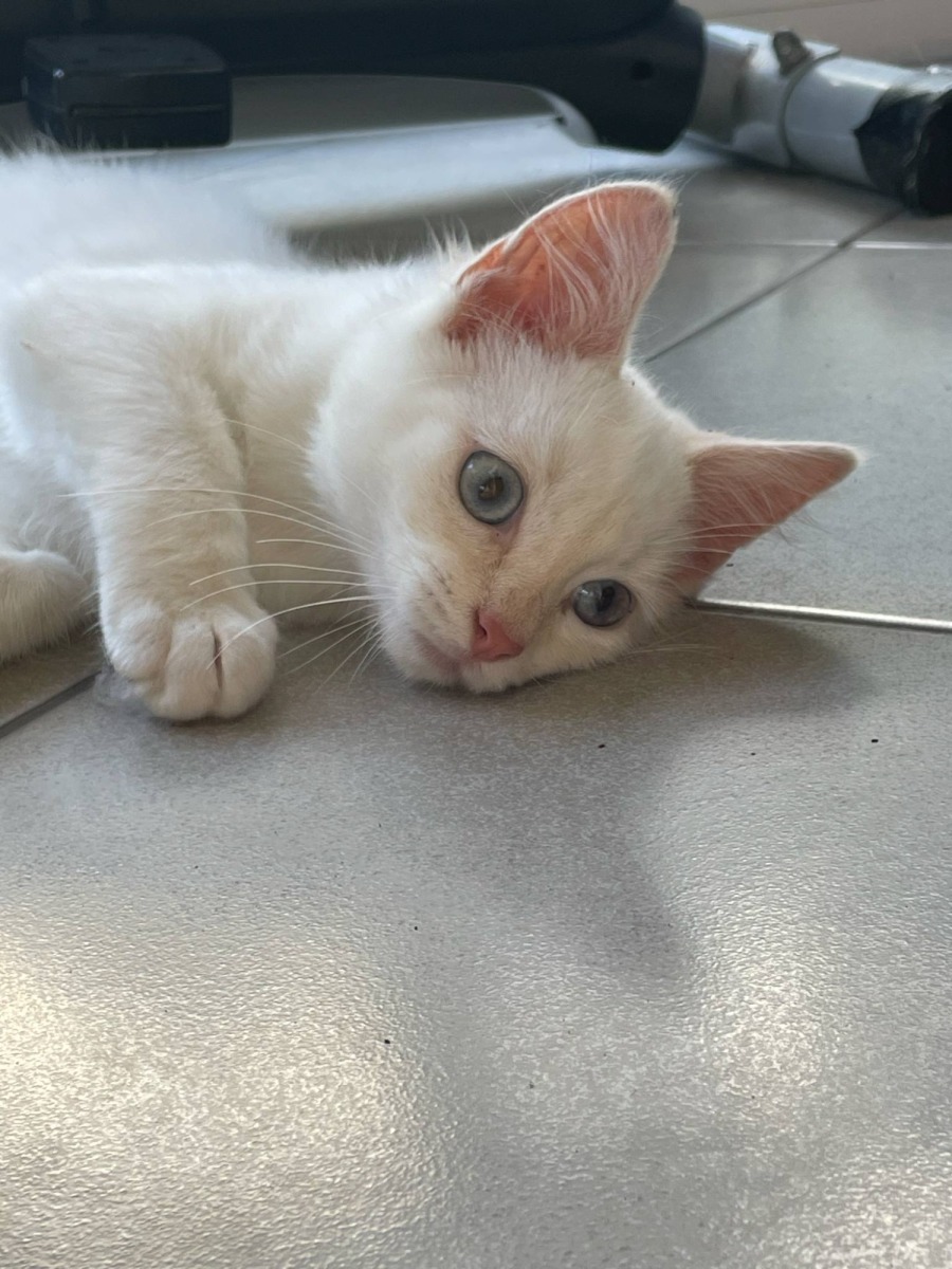 Nixon - Male Ragdoll Mix Cat in NSW - PetRescue
