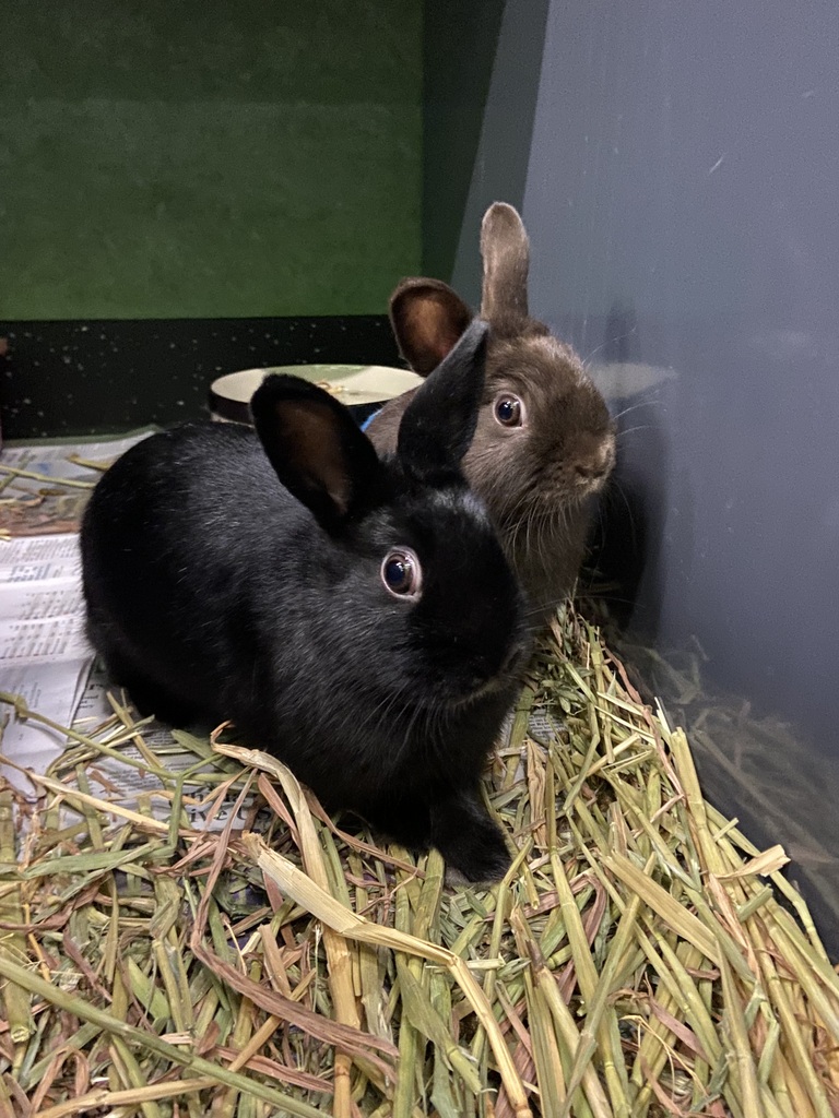 Chupa Chup - Female Dwarf Mix Rabbit in VIC - PetRescue