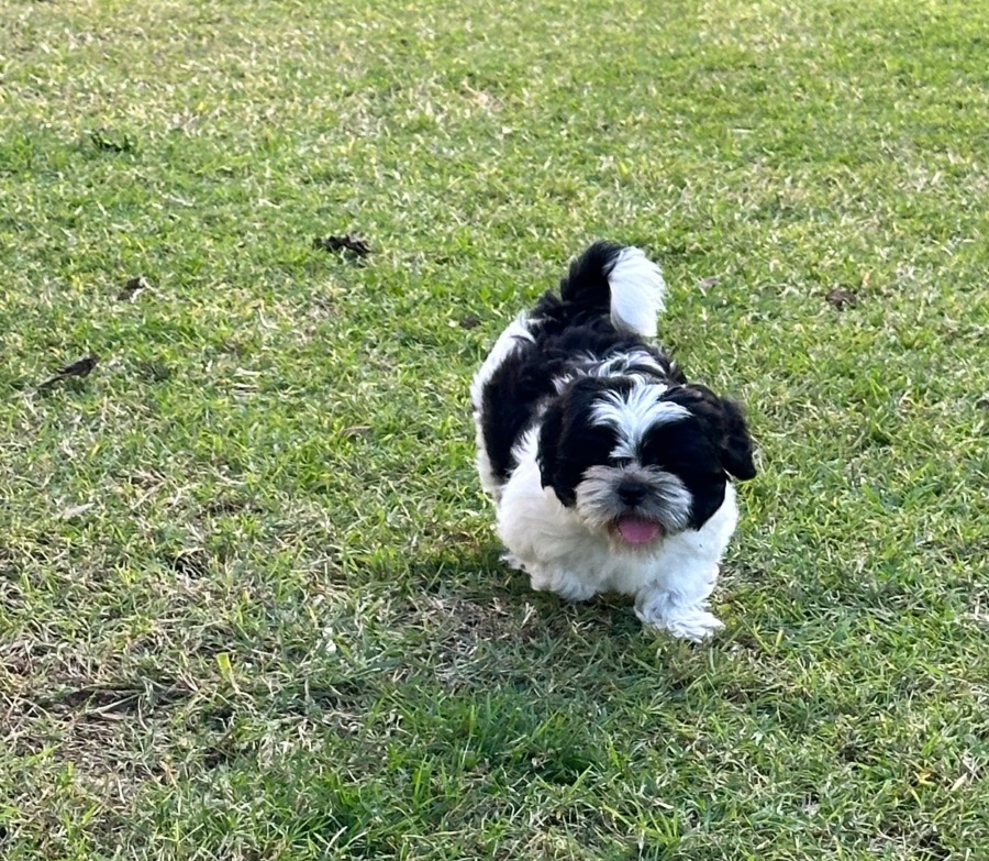 June - Small Female Shih Tzu Dog in QLD - PetRescue