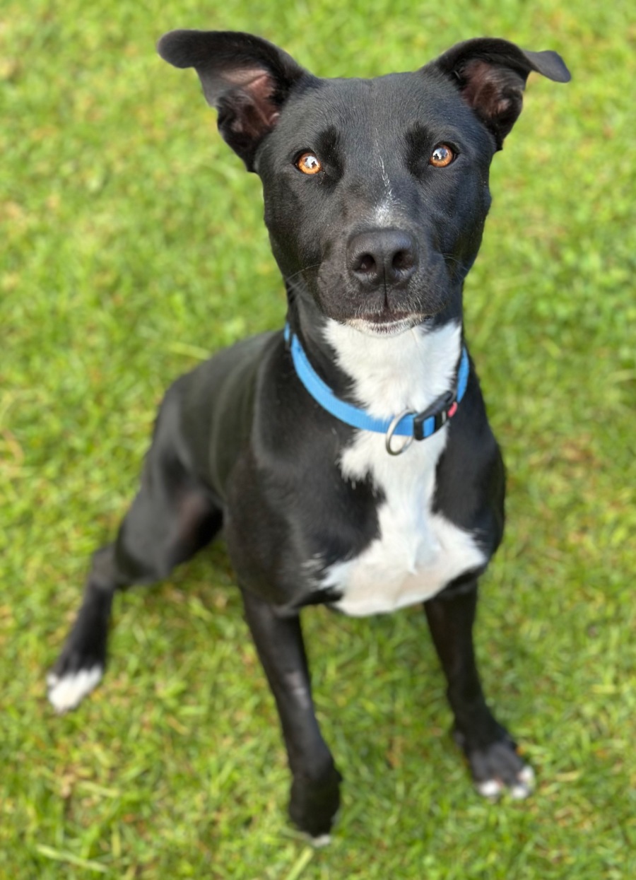 Blythe - Medium Female Australian Kelpie Mix Dog in NSW - PetRescue