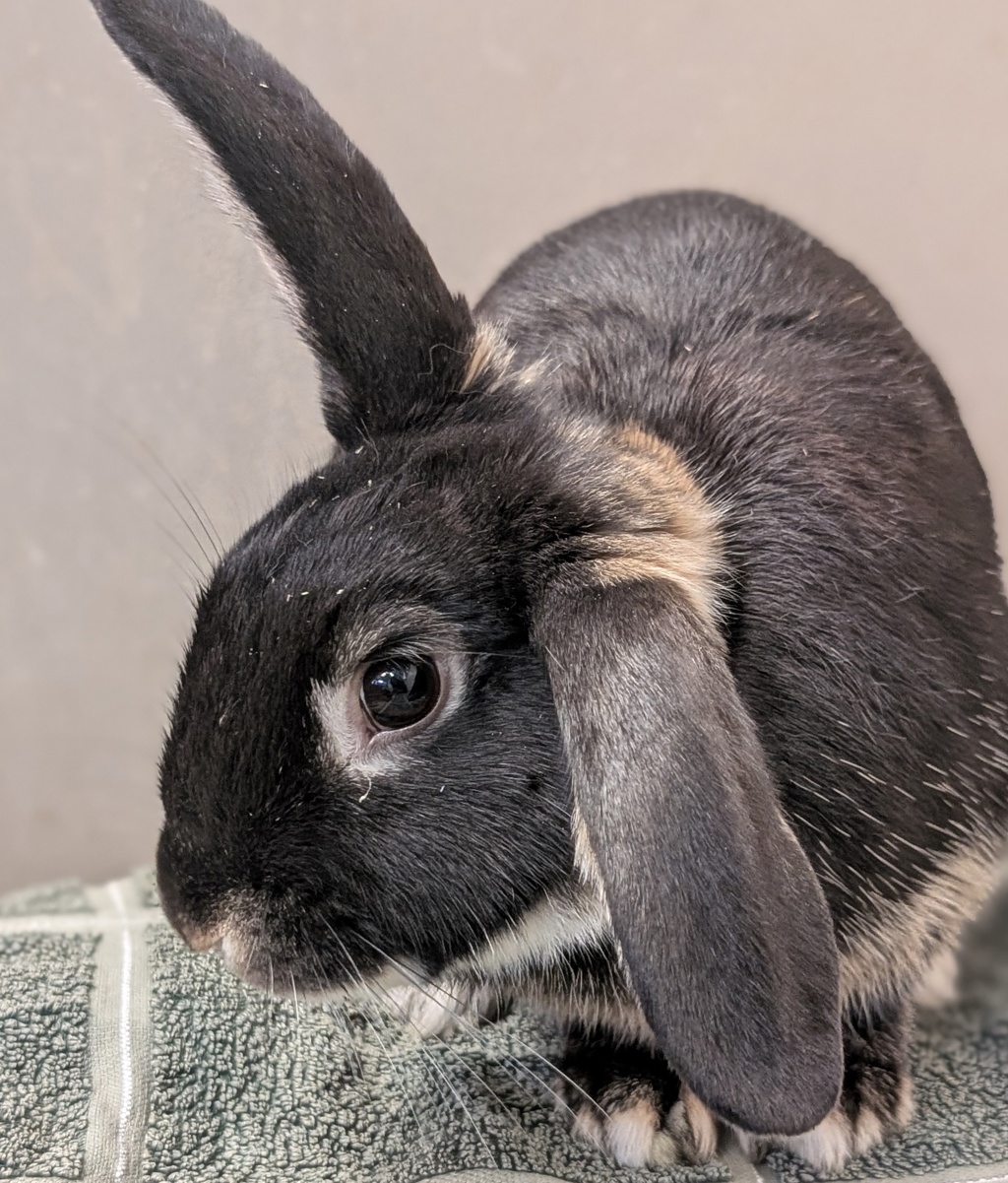 Otto - Male Rex Mix Rabbit in WA - PetRescue