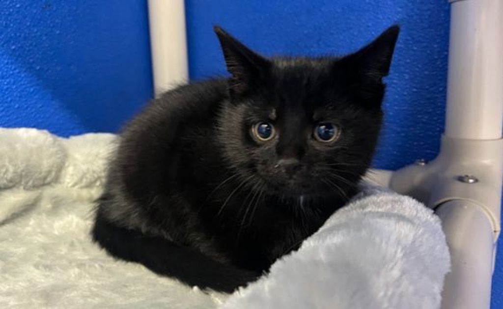 Rafa - Male Domestic Short Hair Mix Cat in VIC - PetRescue