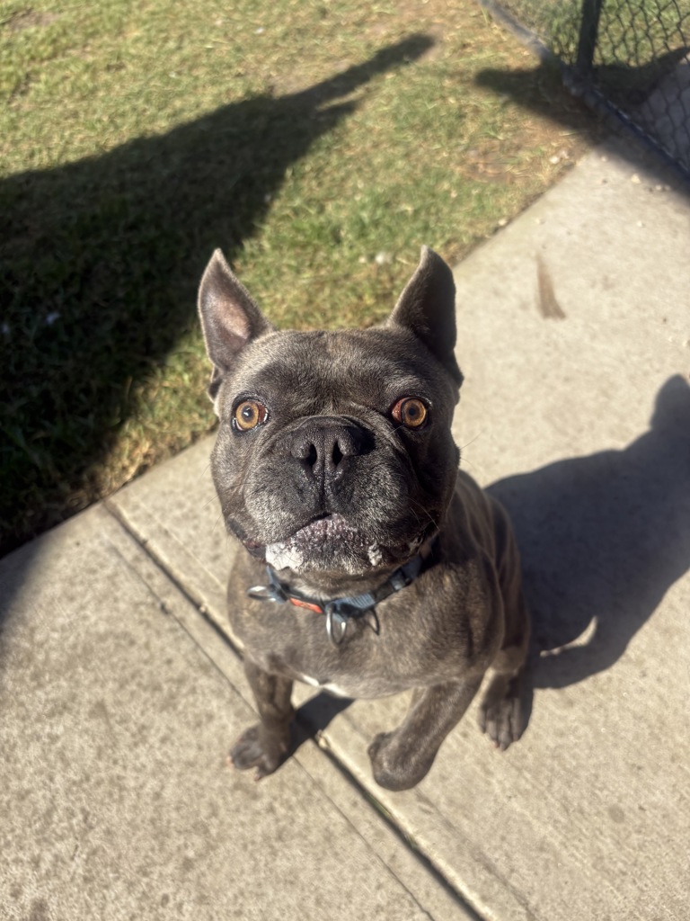 Manny - Small Male French Bulldog Mix Dog in VIC - PetRescue