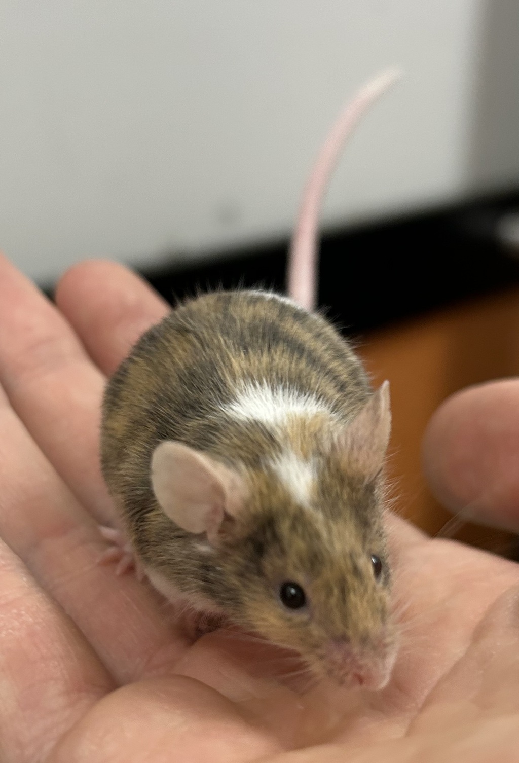 Toasty - Male Mouse Mix Mouse in QLD - PetRescue