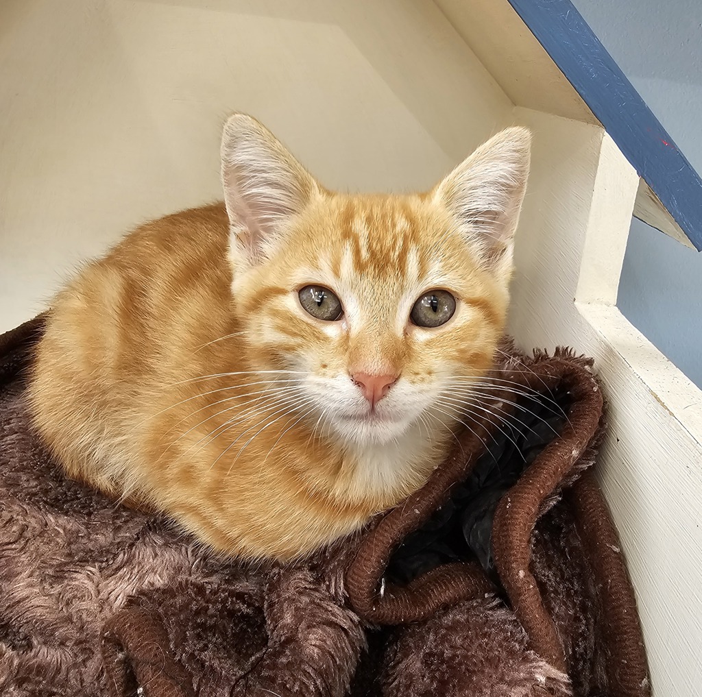 Zooli - Female Domestic Short Hair Mix Cat in NSW - PetRescue