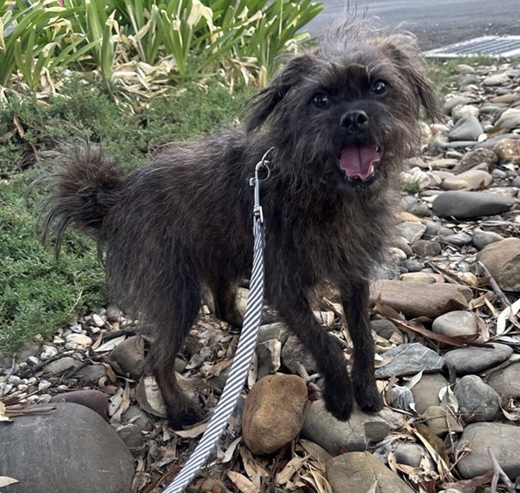 Mogwai - Small Female Pug x Poodle Miniature Mix Dog in VIC - PetRescue