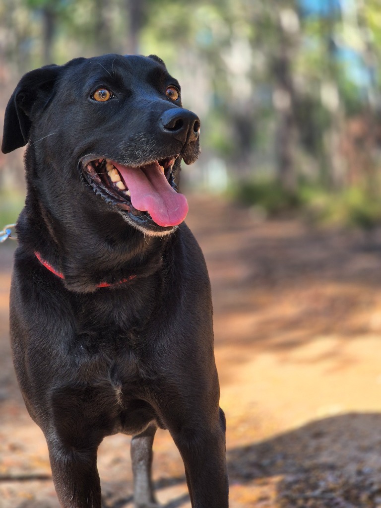 Bunbury Animal Rescue Rehome Care Incorporated - PetRescue