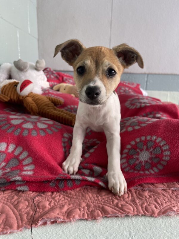 Hattie - Small Female Fox Terrier (Smooth) Dog in NSW - PetRescue