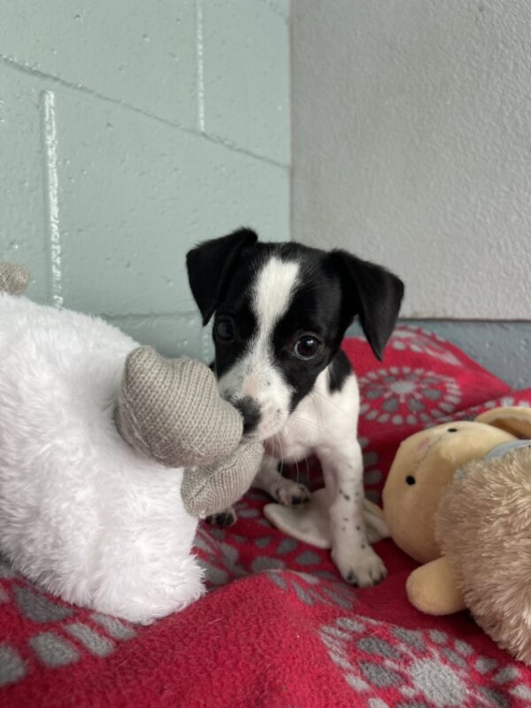 Audrey - Small Female Fox Terrier (Smooth) Dog in NSW - PetRescue