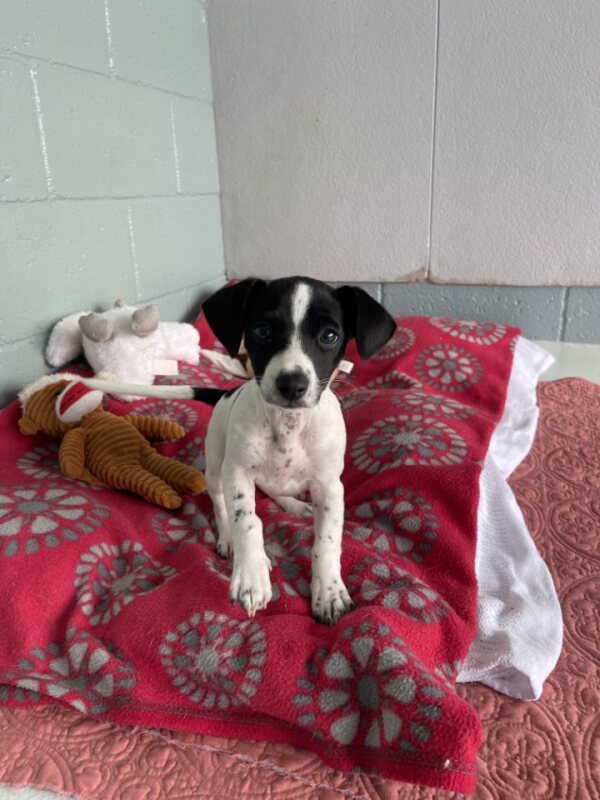 Annabelle - Small Female Fox Terrier (Smooth) Dog in NSW - PetRescue