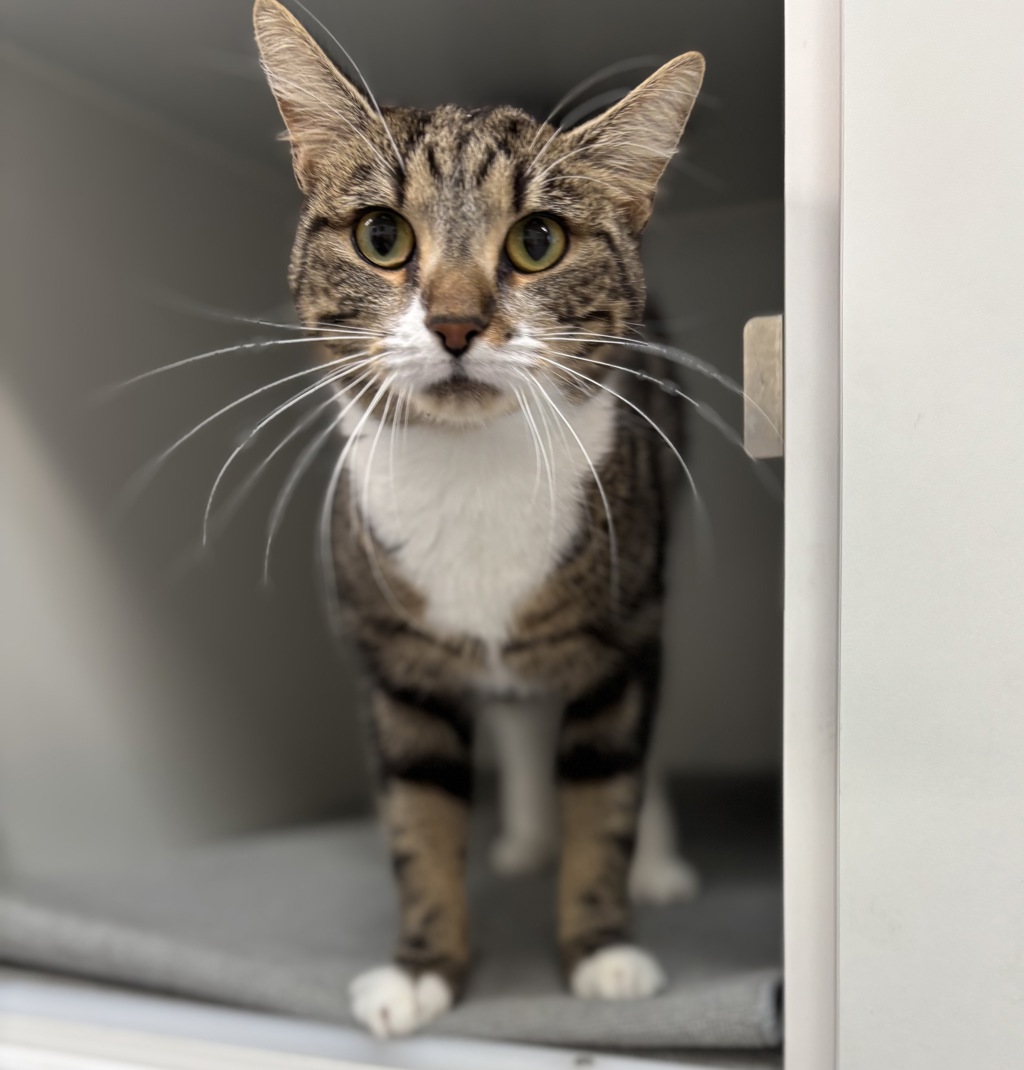 Marcy Moo - Female Domestic Short Hair Mix Cat in VIC - PetRescue