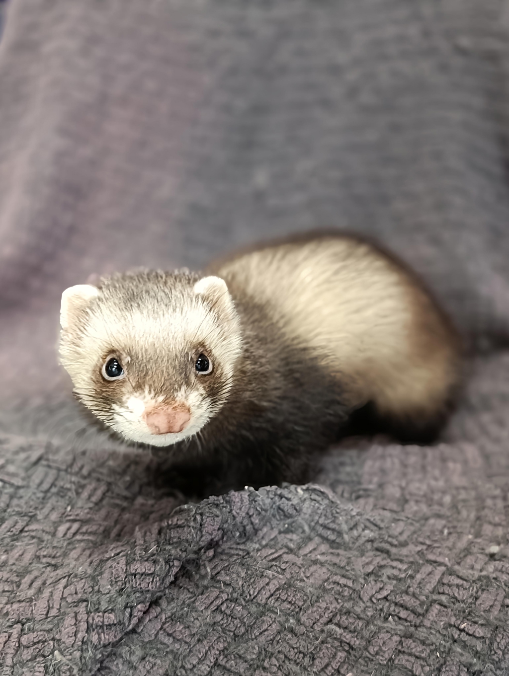 Gertie - Female Ferret Mix Ferret in TAS - PetRescue