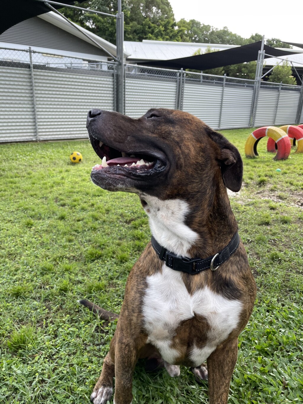 Zippa - Large Male Bull Arab Mix Dog in QLD - PetRescue