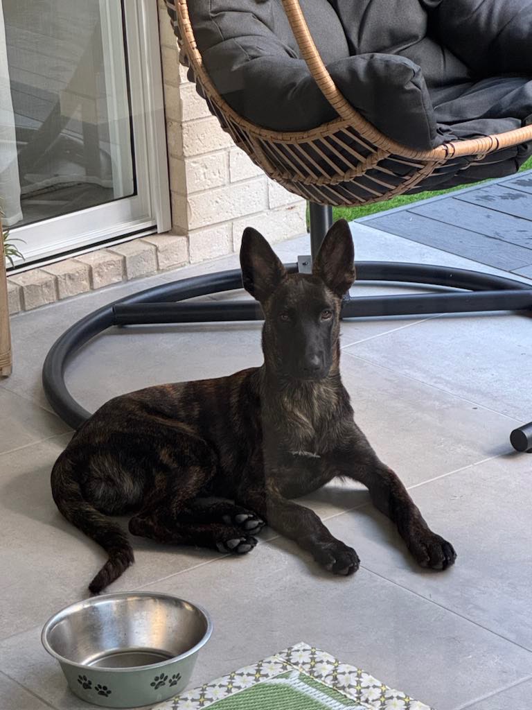 Rocky - Large Male Dutch Shepherd x Mixed breed Mix Dog in QLD - PetRescue