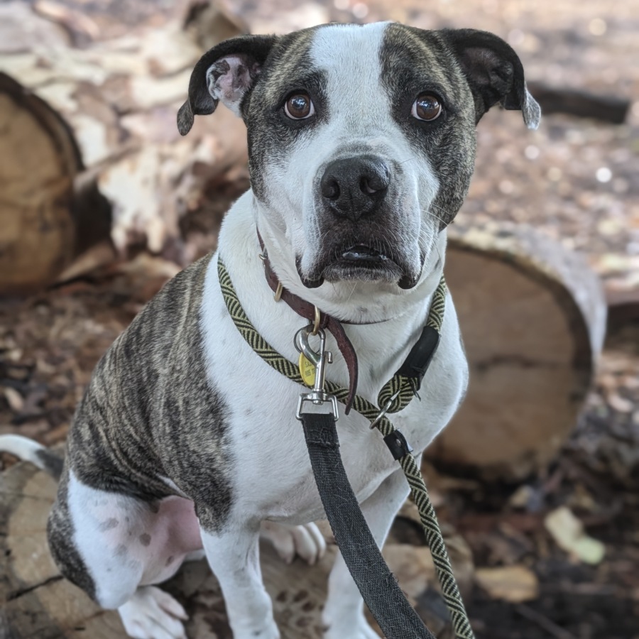 Boe - Medium Male Mastiff Mix Dog in VIC - PetRescue
