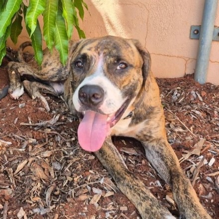 Thai - Large Male American Bulldog x Rhodesian Ridgeback Mix Dog in WA ...