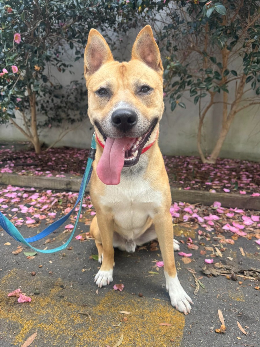 Dingo - Large Male Staffordshire Bull Terrier Mix Dog in NSW - PetRescue