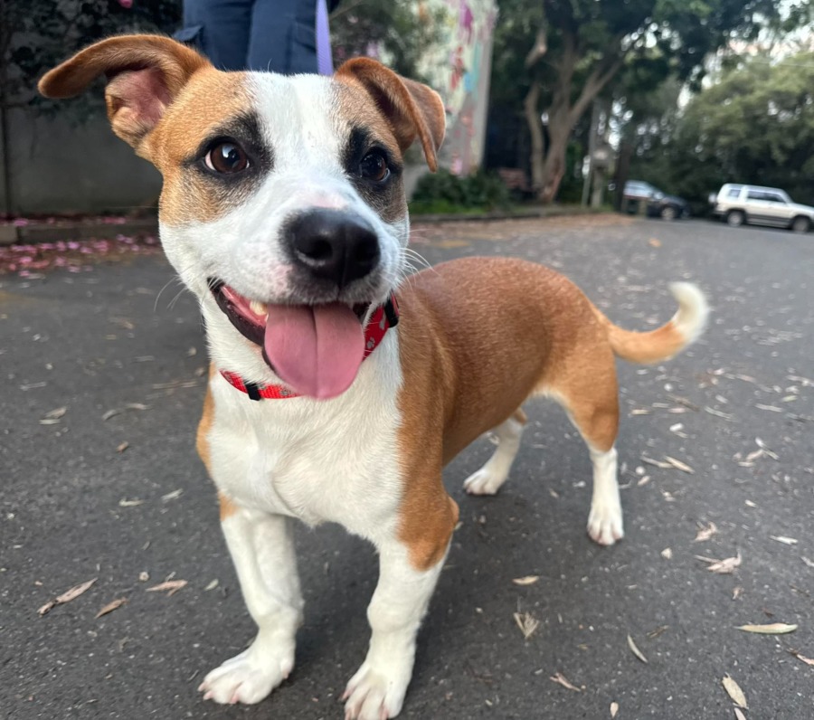Bowie - Medium Male Staffordshire Bull Terrier Mix Dog in NSW - PetRescue