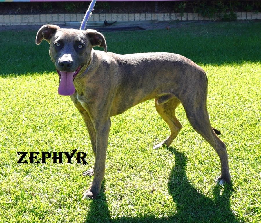 Zephyr - Medium Male Whippet x Australian Kelpie Mix Dog in WA - PetRescue