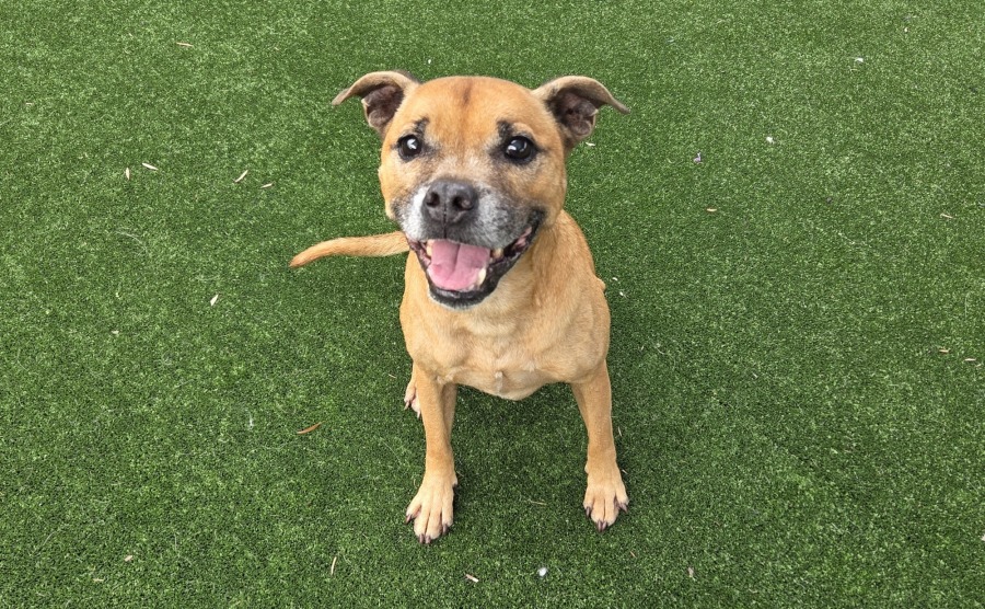 Gomez imp 711 - Medium Male Staffordshire Bull Terrier Dog in NSW ...