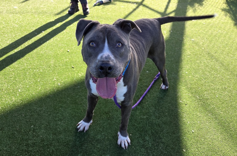 Blade imp 915 - Medium Male American Staffordshire Terrier Dog in NSW ...