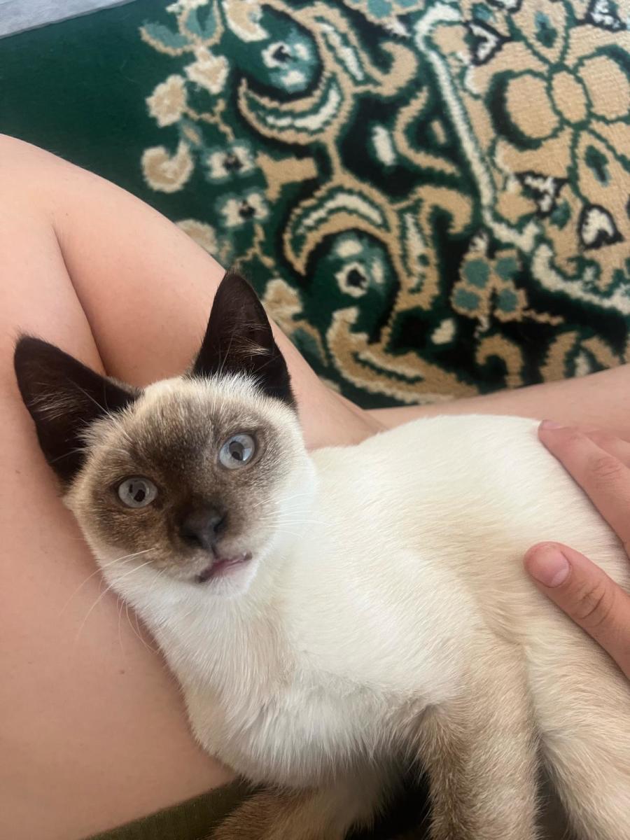 Mocha - Male Siamese Cat in VIC - PetRescue