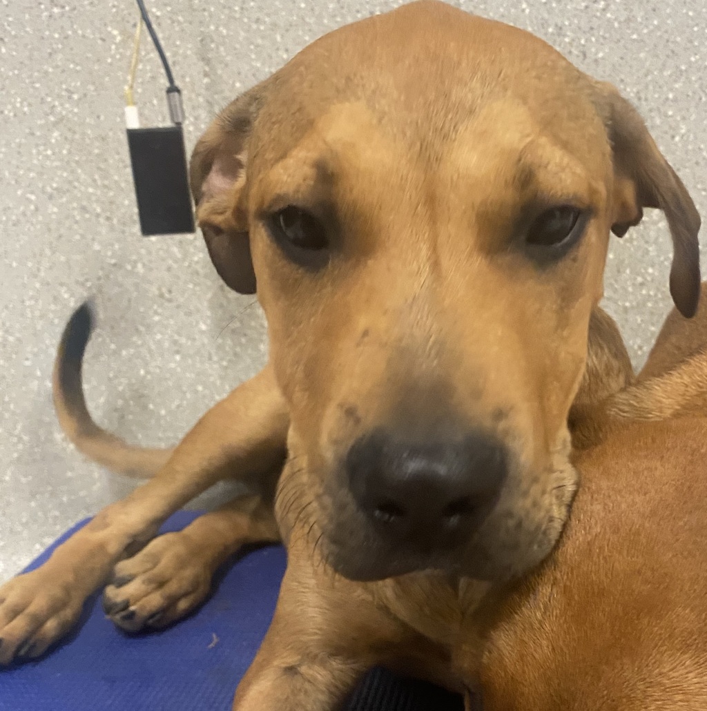 Kevin - Large Male Bullmastiff x Rhodesian Ridgeback Mix Dog in QLD ...