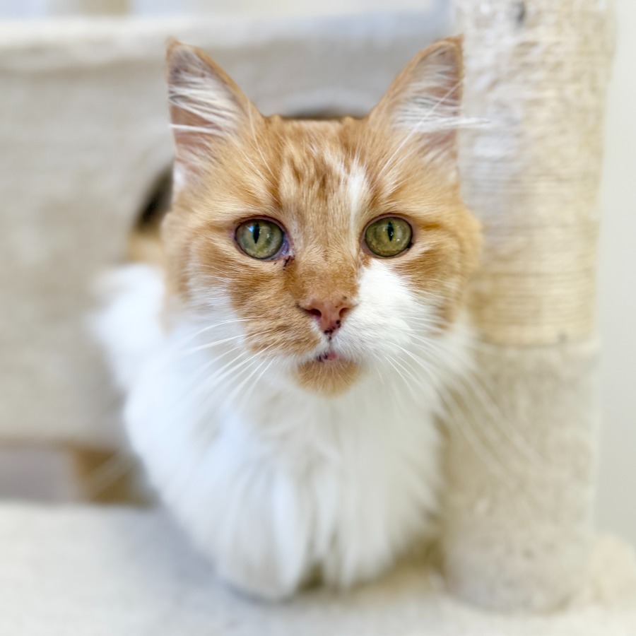 Bobby - Male Domestic Medium Hair (DMH) Cat in VIC - PetRescue