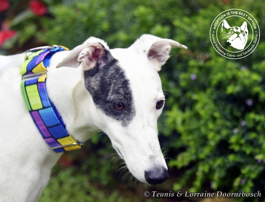 Migaloo - Small Female Greyhound Dog in QLD - PetRescue