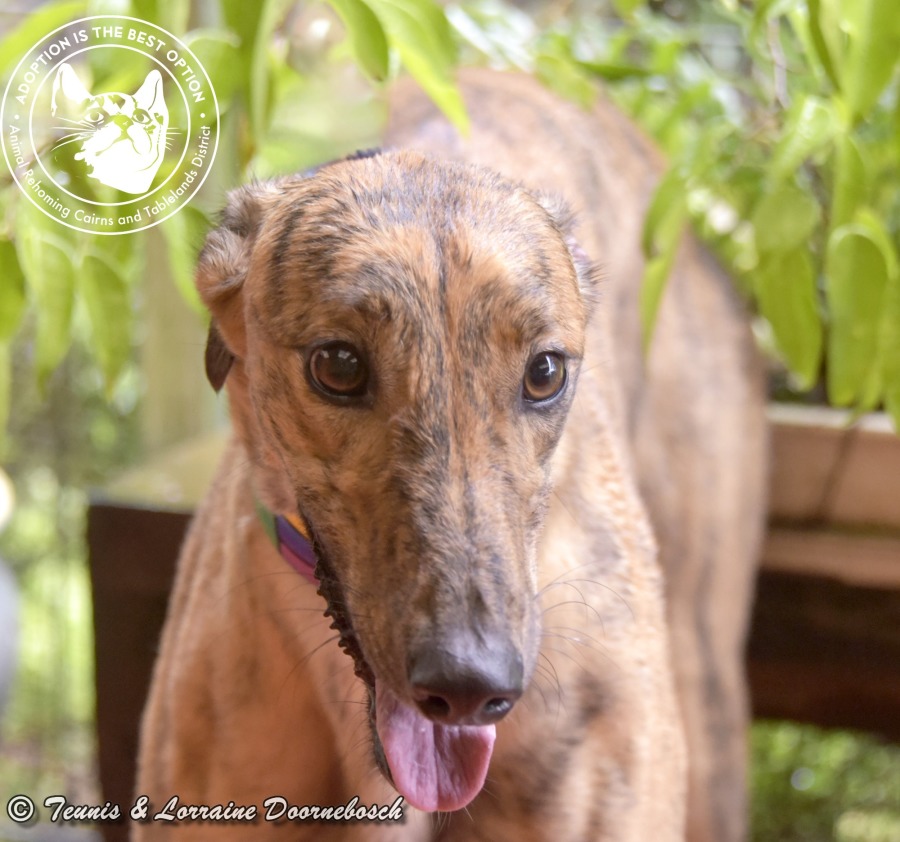 Tilly (Harra's Tilly) - Small Female Greyhound Dog in QLD - PetRescue