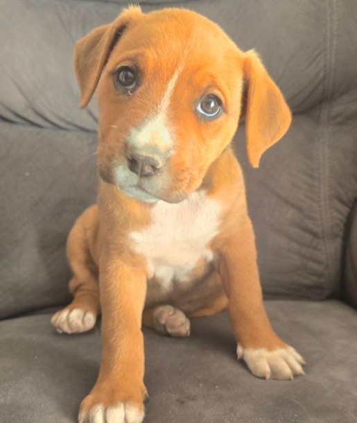 Squiggle - Medium Female Mixed breed Mix Dog in WA - PetRescue