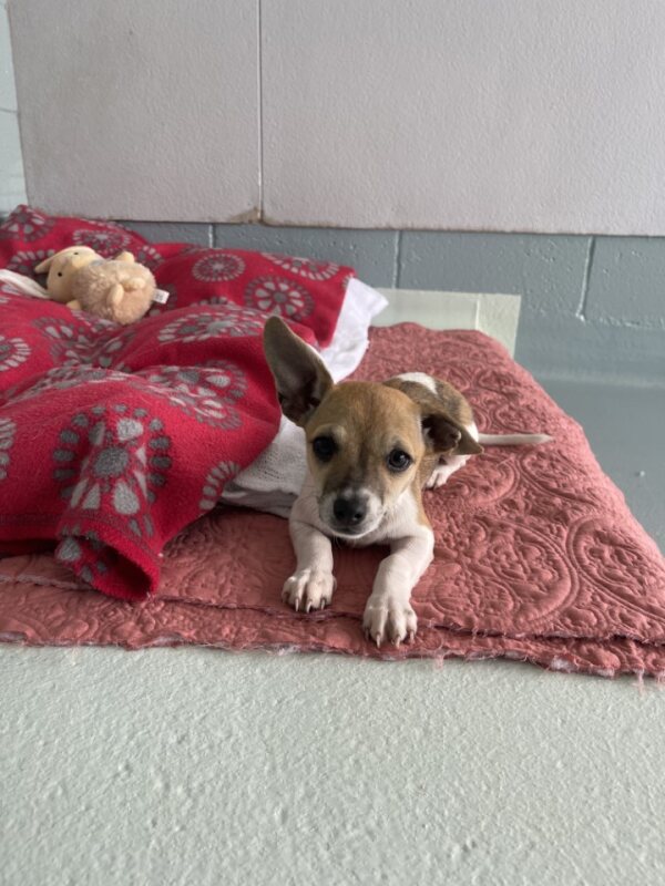Maisie - Small Female Fox Terrier (Smooth) Dog in NSW - PetRescue