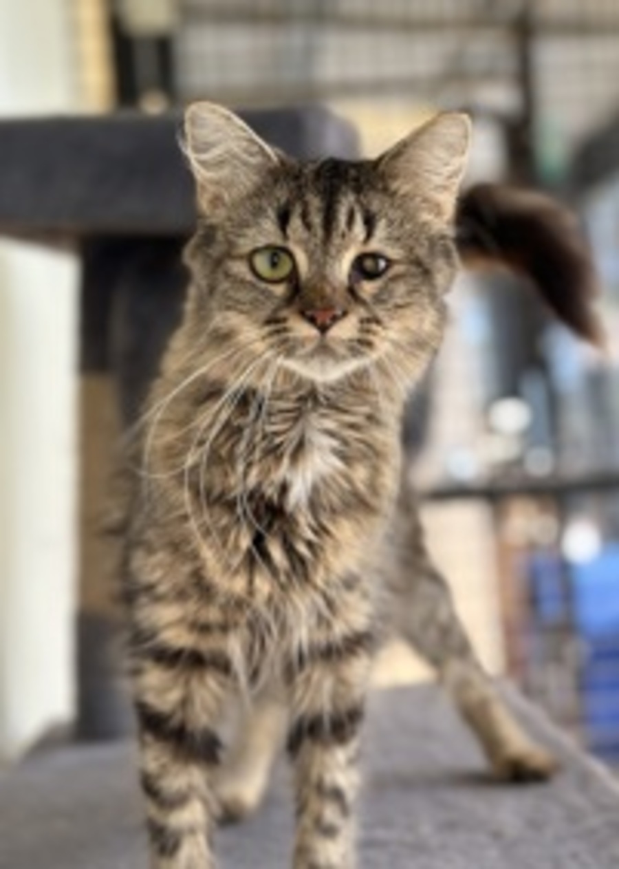 Mona - Female Domestic Medium Hair (DMH) Cat in NSW - PetRescue